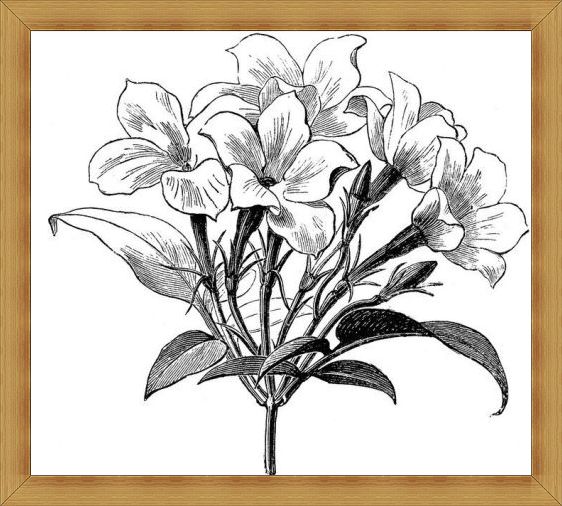 Gambar Sketsa Bunga Indah, Mulai dari Mawar, Melati, Anggrek, dan ...
