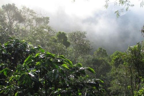 10 Wisata Perkebunan Kopi Terbaik di Indonesia – Sosmedmu