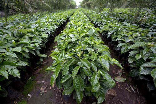 10 Wisata Perkebunan Kopi Terbaik di Indonesia – Sosmedmu