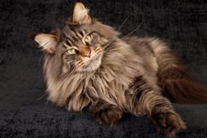 9 Fakta Menarik Tentang Kucing Besar Maine Coon – Sosmedmu